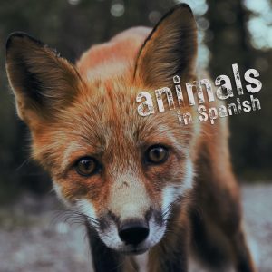Animals in Spanish: Learn the names of over 150 Spanish animals