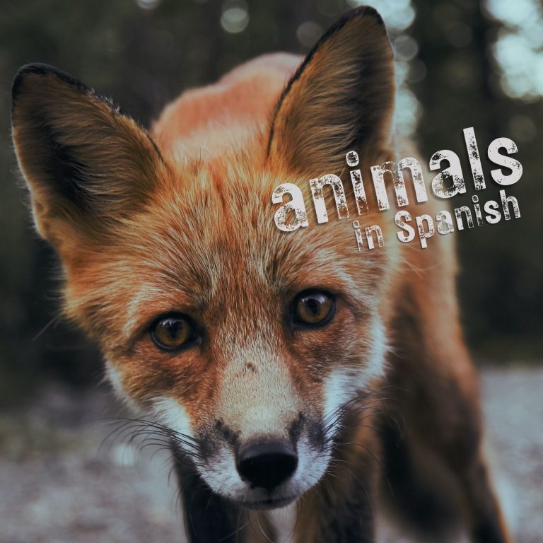 Animals in Spanish: Learn the names of over 150 Spanish animals
