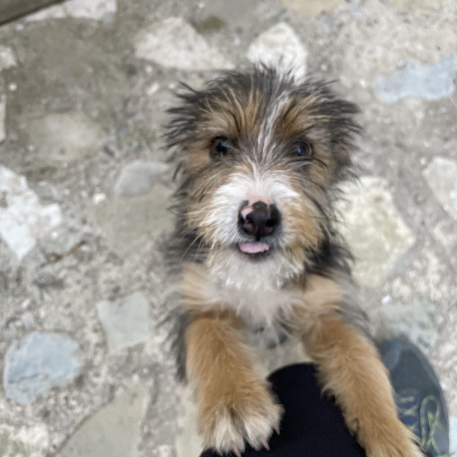 Dog Names In Spanish Over 50 Popular Spanish Dog Names 